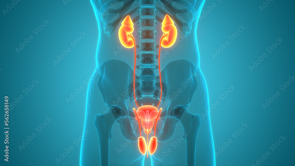 Human Urinary System with Reproductive System Anatomy Stock ...