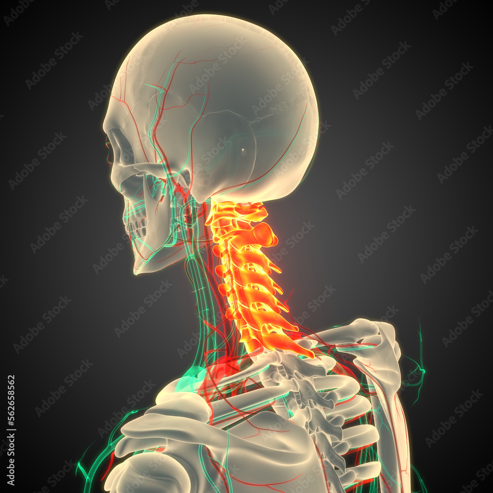 Ilustración de Stock Spinal Cord Vertebral Column Cervical Vertebrae of Human Skeleton System ...