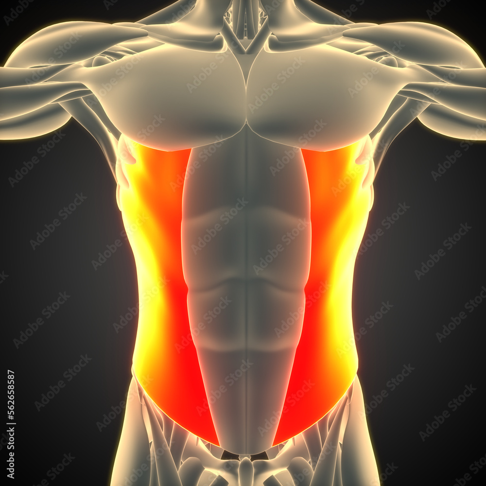 Human Muscular System Torso Muscles Abdominal External Oblique Muscle ...