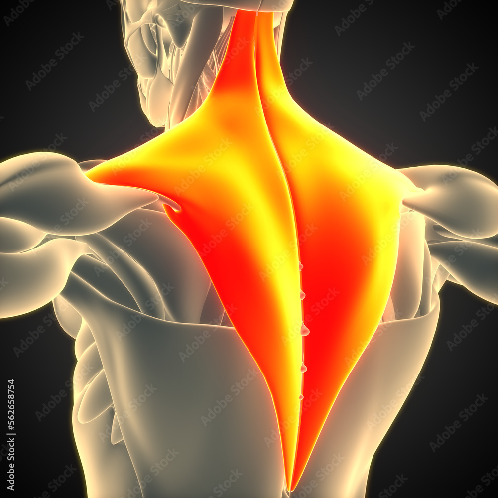 Ilustración de Stock Human Muscular System Torso Muscles Trapezius ...