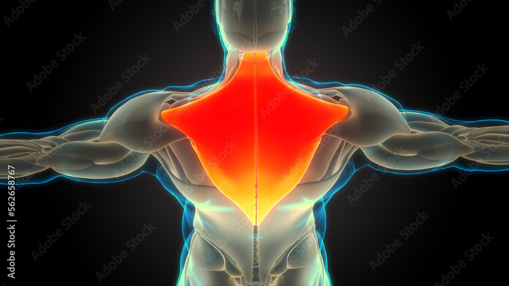 Human Muscular System Torso Muscles Trapezius Muscle Anatomy Stock Illustration | Adobe Stock