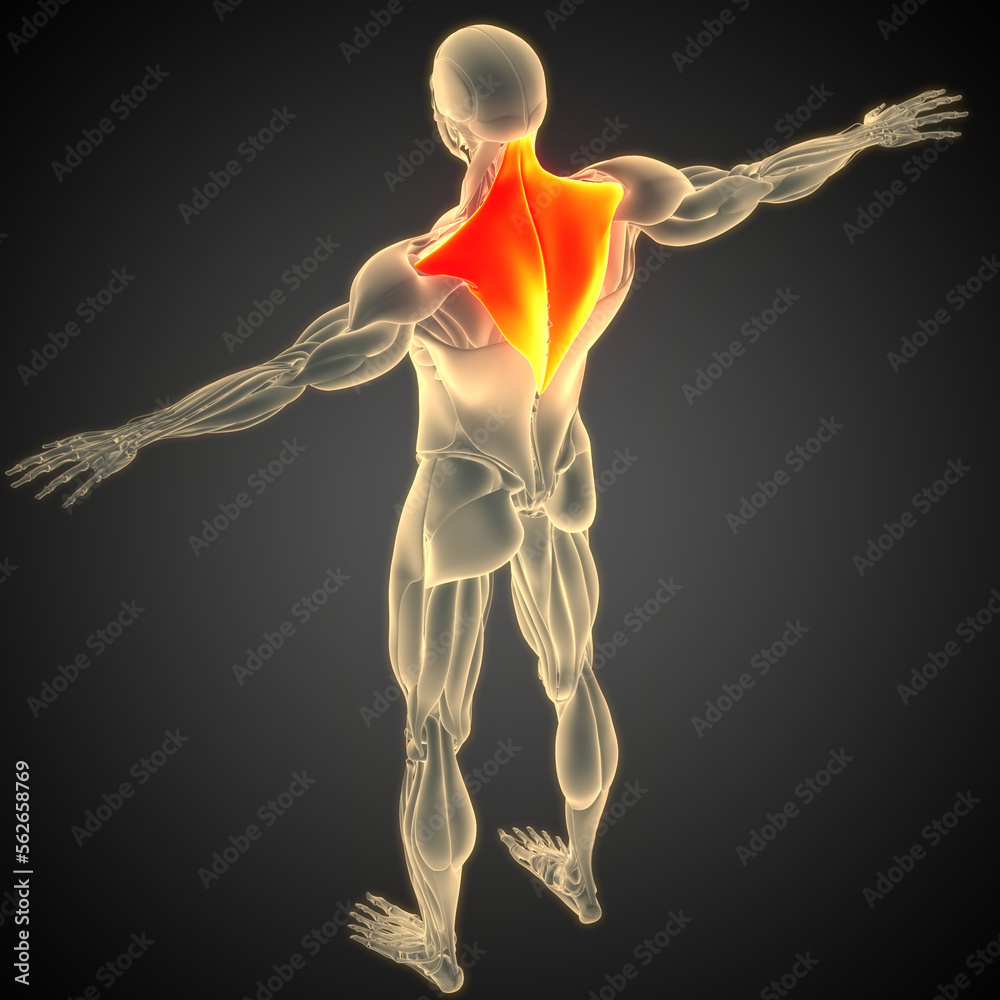 Stock-Illustration „Human Muscular System Torso Muscles Trapezius ...