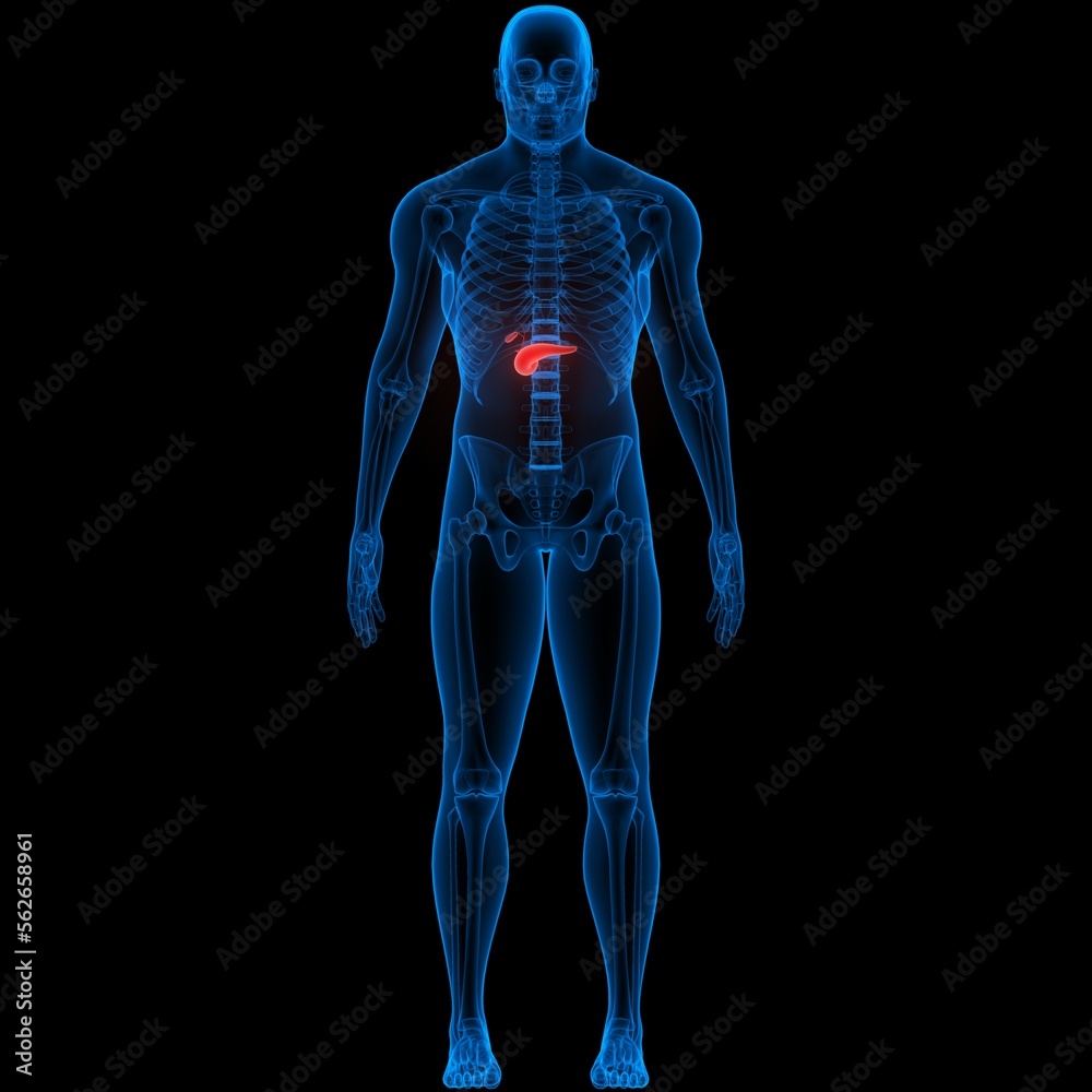 Human Internal Organs Pancreas with Gallbladder Anatomy Stock ...