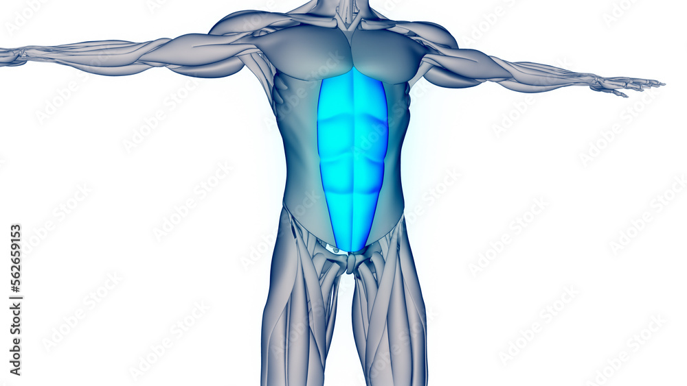 Human Muscular System Torso Muscles Rectus Abdominis Muscle Anatomy ...