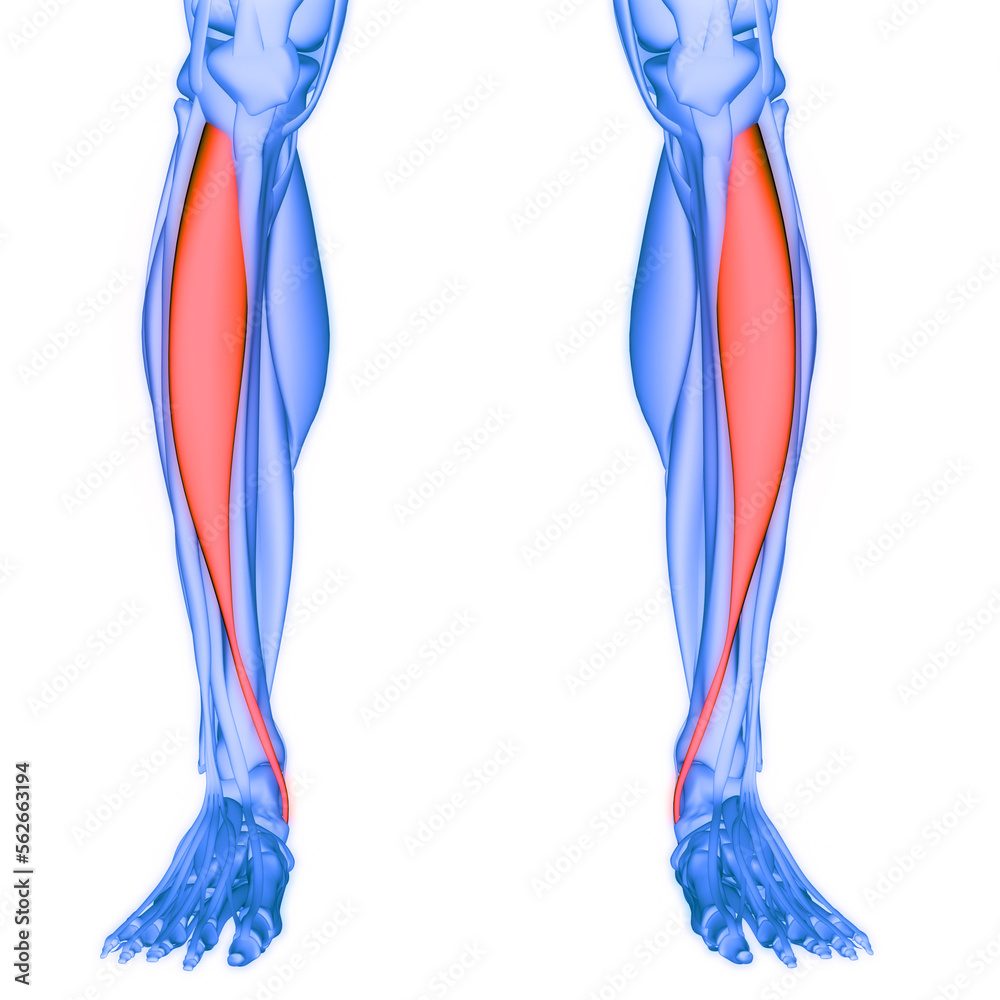 Ilustración de Stock Human Muscular System Leg Muscles Tibialis ...