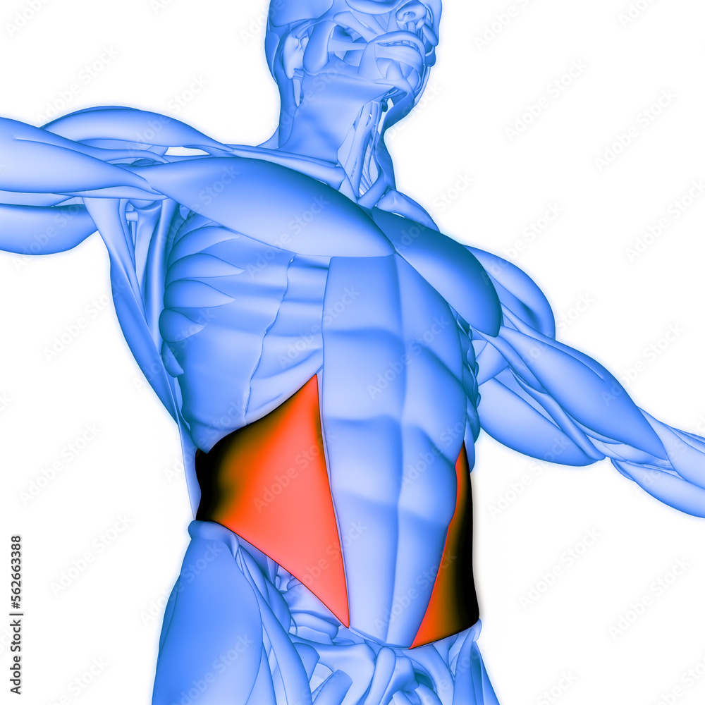 Human Muscular System Torso Muscles Internal Oblique Muscles Anatomy ...