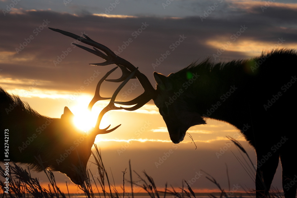 Ezo deer in the sunset Todowara on the Notsuke Peninsula in Hokkaido ...