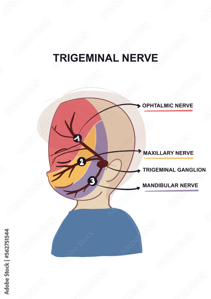 Playful diagram to illustrate the trigeminal nerve. Drawing of a child ...