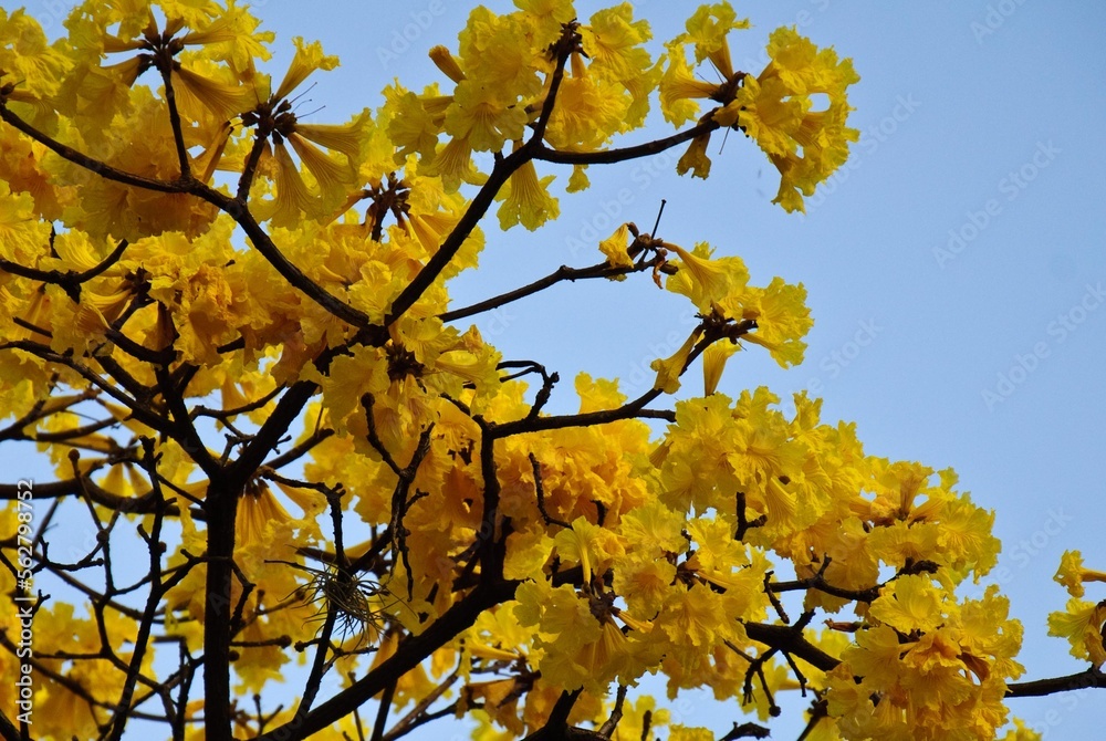 Araguaney Handroanthus chrysanthus o Tabebuia chrysantha es una especie ...