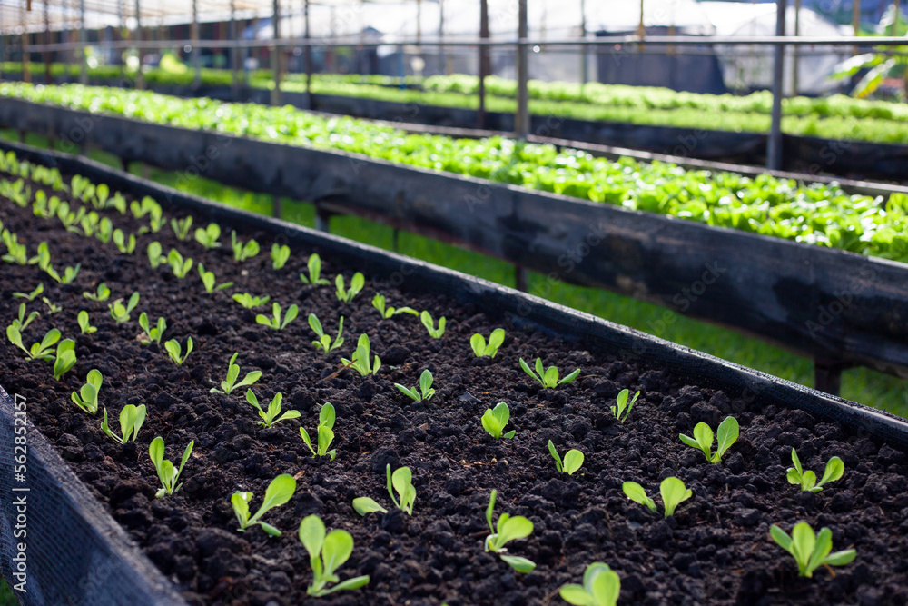 Foto de Stock bok-choy vegetable grow using hydroponic method in the ...