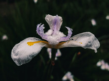 Fortnight Lily Flower Free Stock Photo - Public Domain Pictures