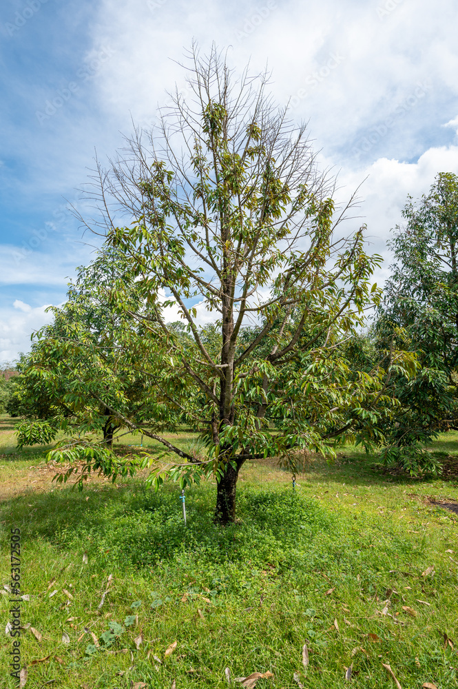 Durian tree with root rot disease, big problem of agriculture in ...