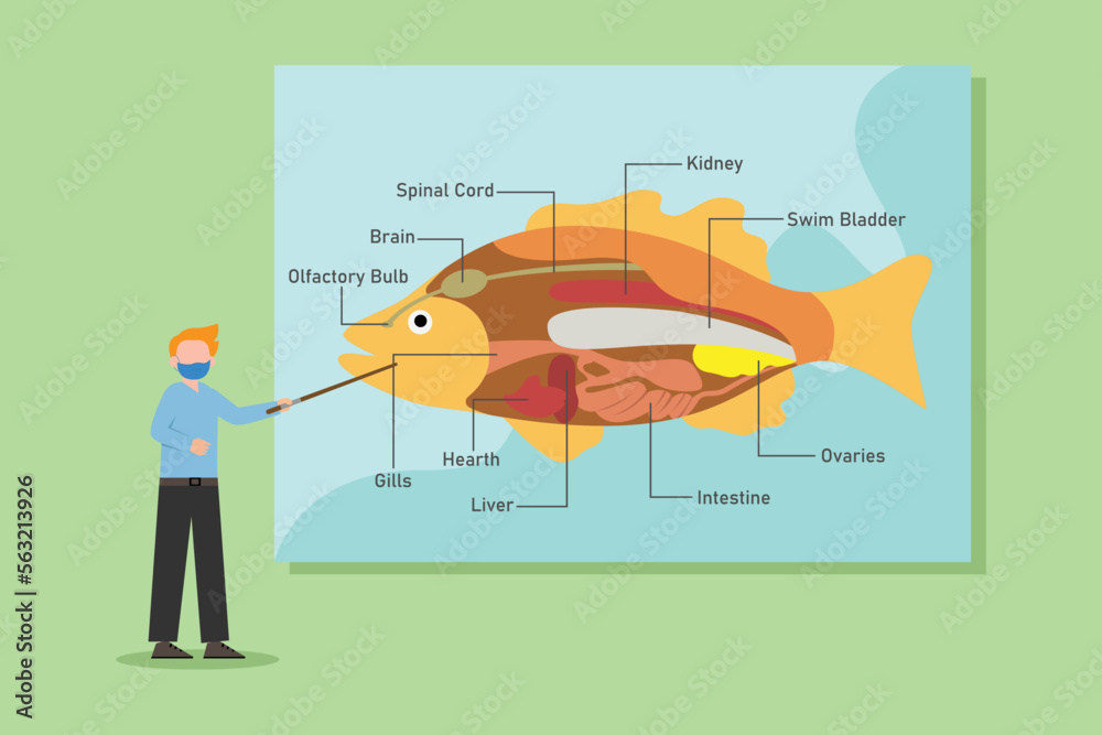 Teacher showing anatomy of fish Stock Vector | Adobe Stock