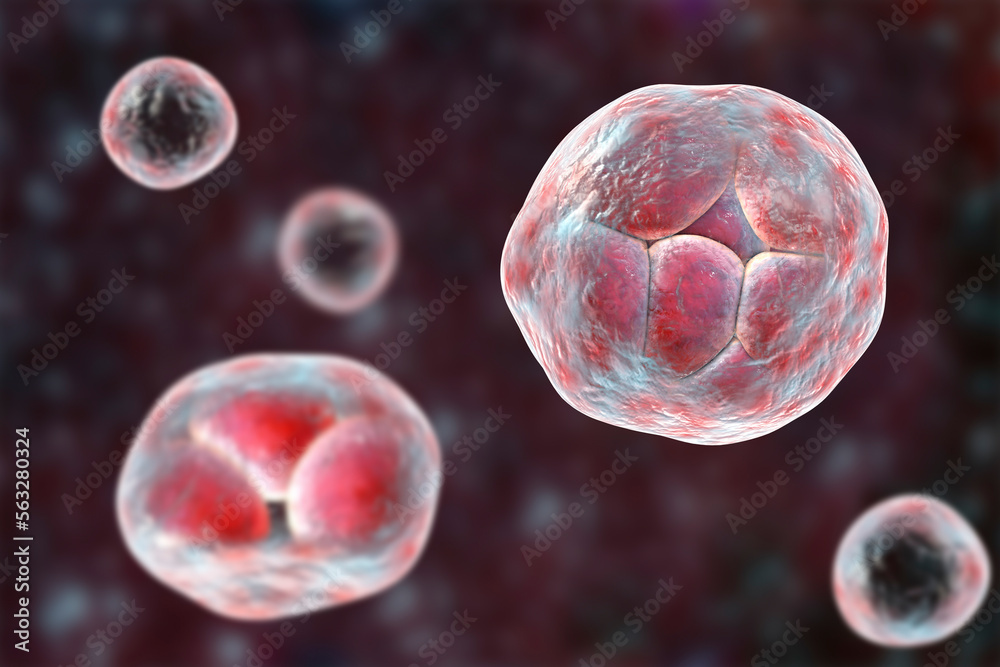 Prototheca wickerhamii algae, 3D illustration. Causes infection in ...