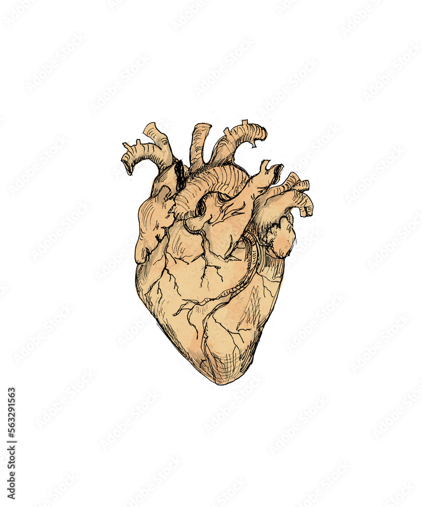 Human body parts organs hand drawn vintage style watercolor clipart ...