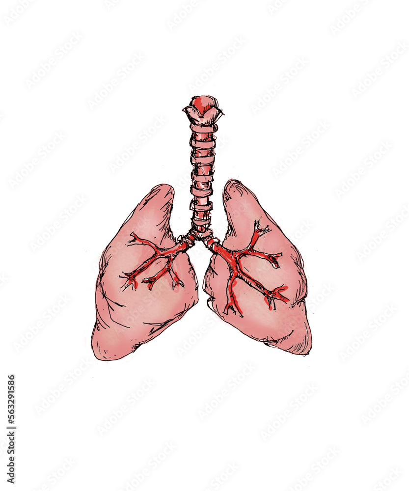 Human body parts organs hand drawn vintage style watercolor clipart ...