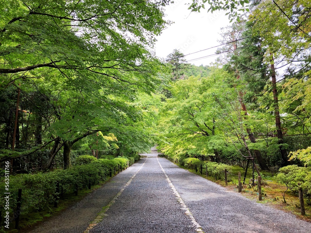 [Japan] Green Maple tree lined approach in Nison-in Temple called ...