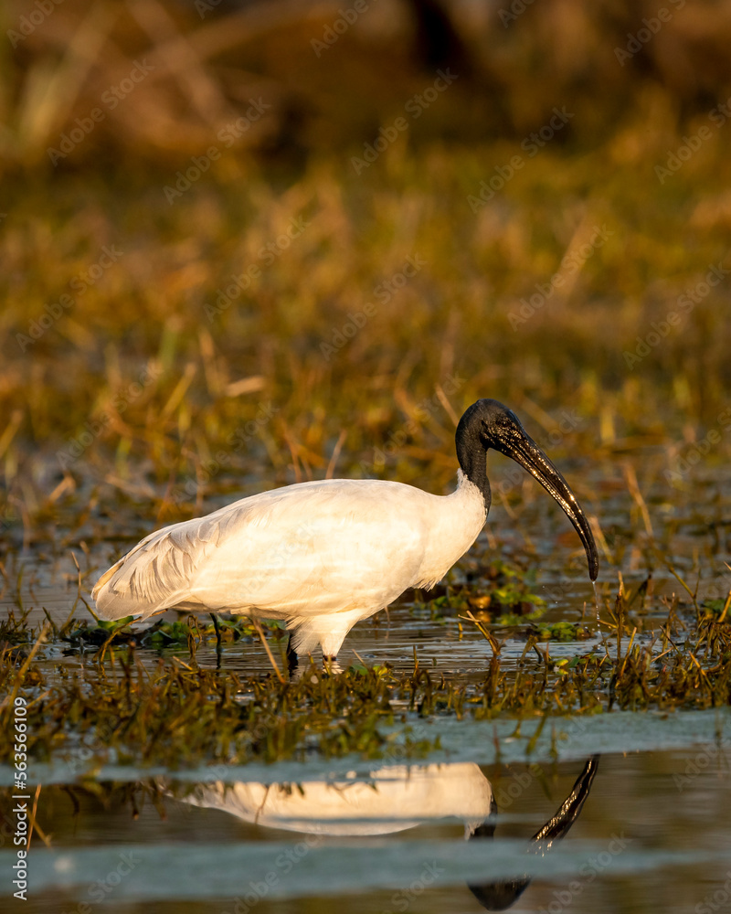 Threskiornis melanocephalus or Black headed ibis or black necked ibis ...