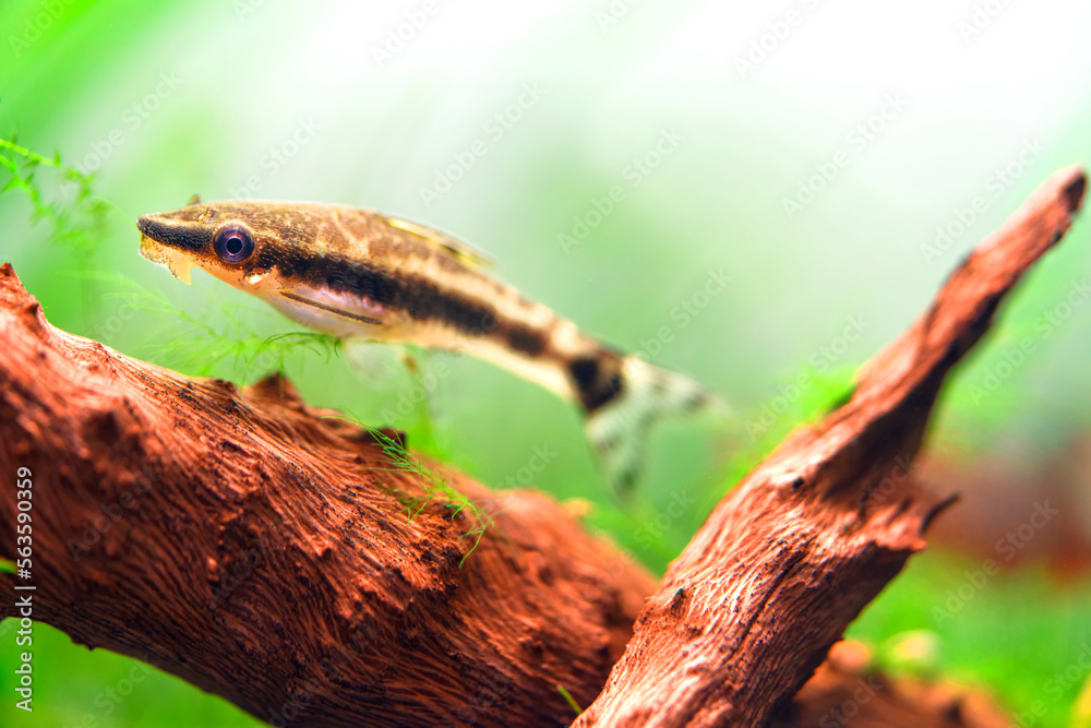 Otocinclus Affinis, Macrotocinclus affinis smallest known suckermouth ...