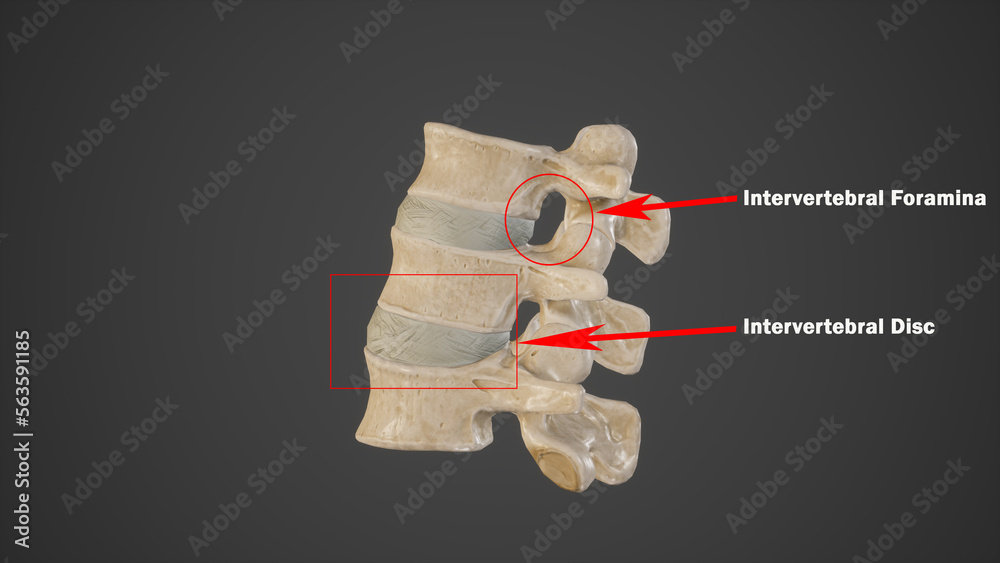 Stock-Illustration „Medical Illustration of Intervertebral Foramina and ...