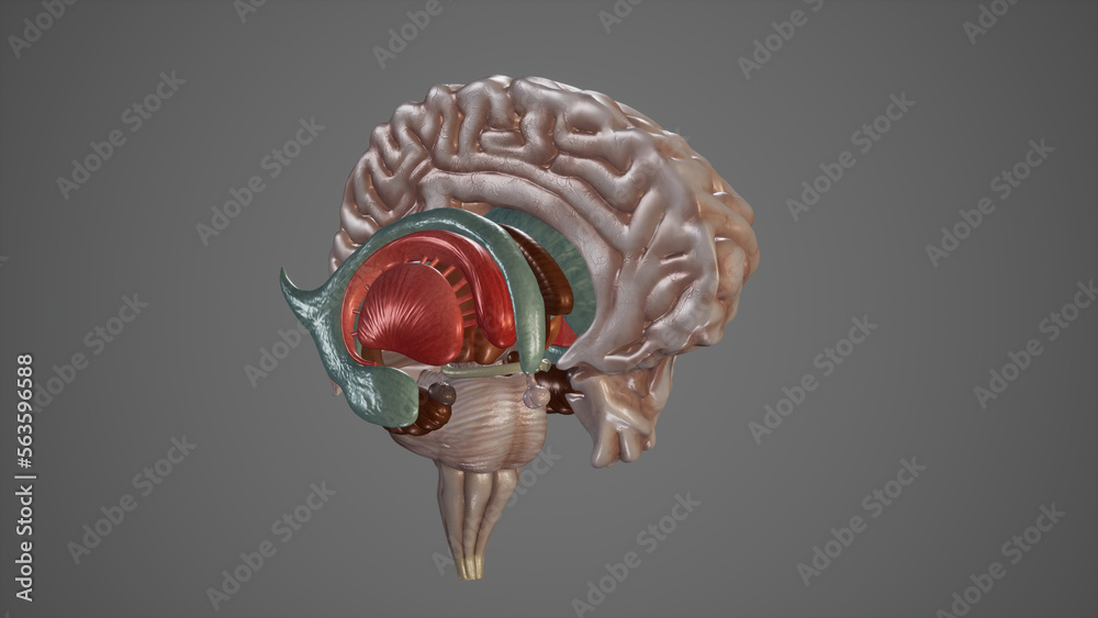Medical Illustration of Deep Structures of Brain Stock Illustration ...
