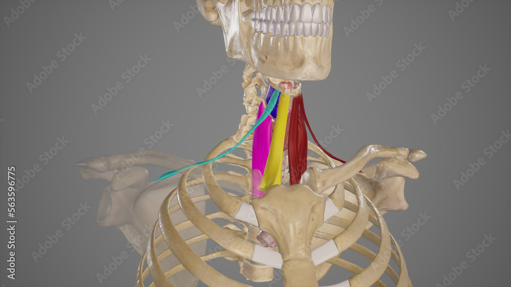 Anatomy of Suprahyoid and Infrahyoid Muscles Stock Illustration | Adobe ...
