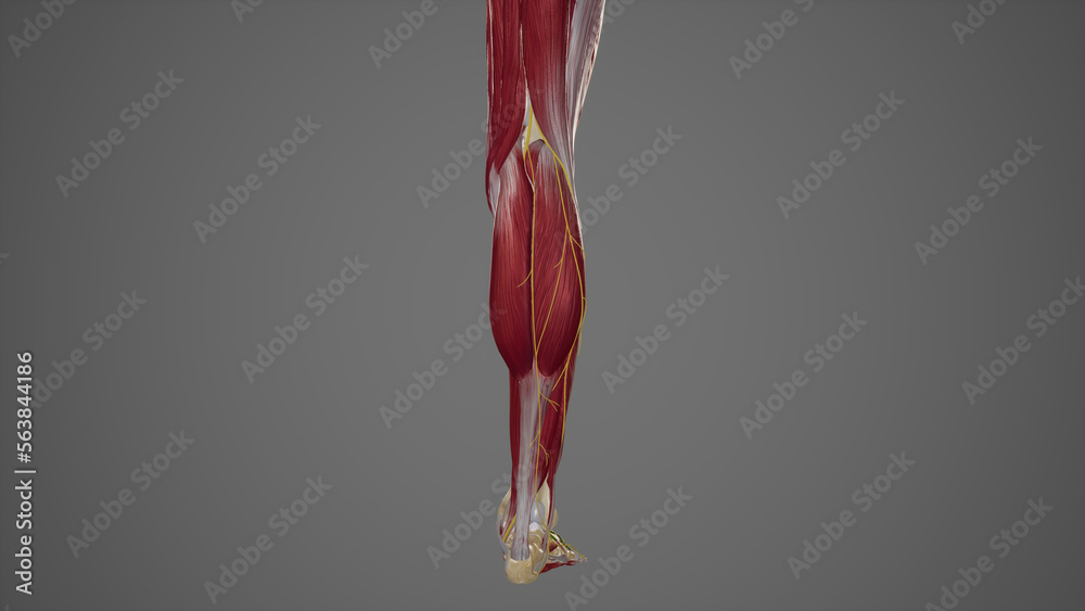 Anatomical Illustration of Sural Nerves Stock Illustration | Adobe Stock