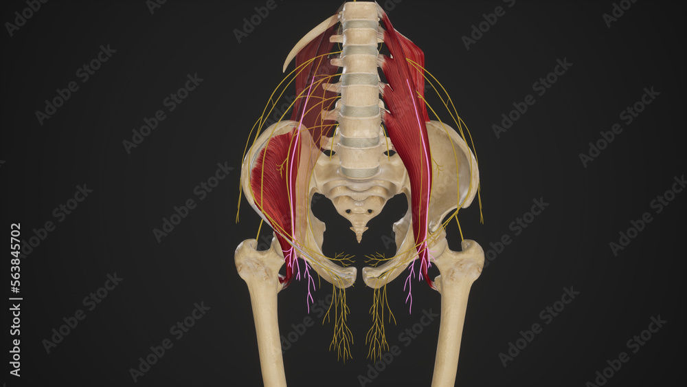 Femoral Branch of Genitofemoral Nerve Stock Illustration | Adobe Stock