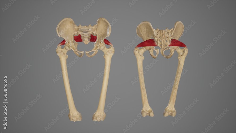 Anterior and Posterior View of Piriformis Muscle Stock Illustration ...