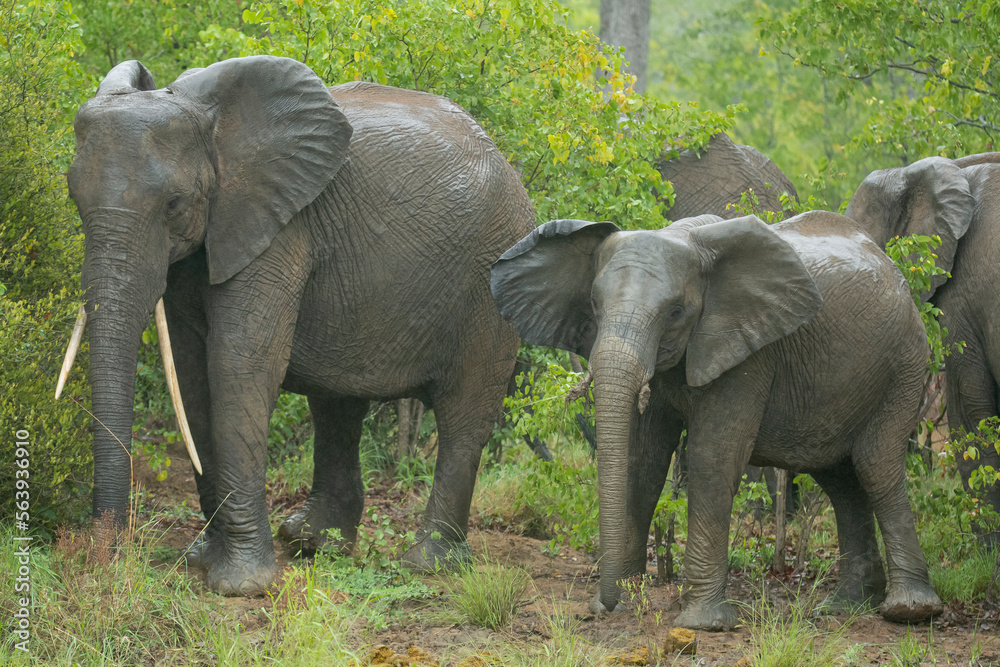 African bush elephant also known as the African savanna elephant ...