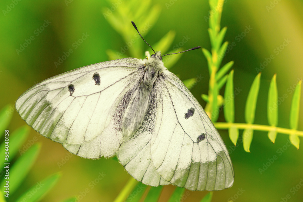 The clouded Apollo Parnassius mnemosyne is a butterfly species of the ...