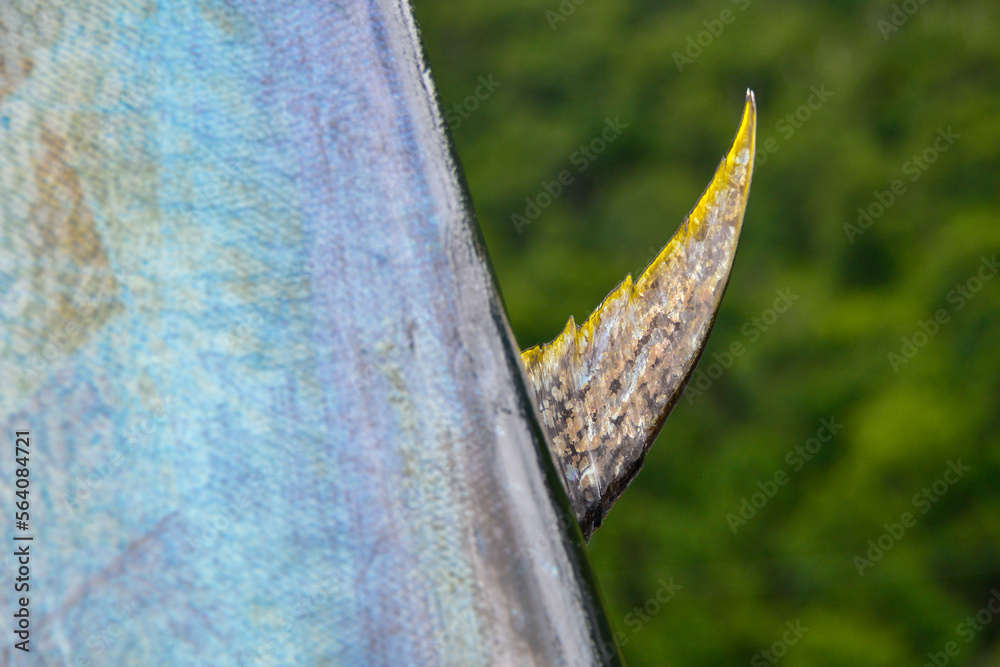 Photo Stock A large Atlantic bluefin tuna, a common tunny, hangs in a ...