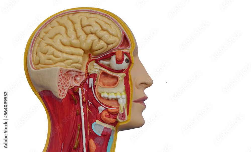 Human head cross section, educational mode Stock Photo | Adobe Stock