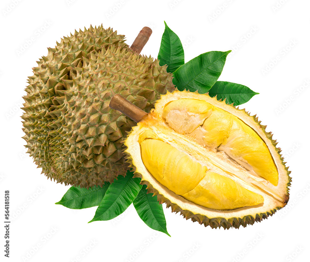 Fresh durianon white background, Durian fruit on white background PNG ...