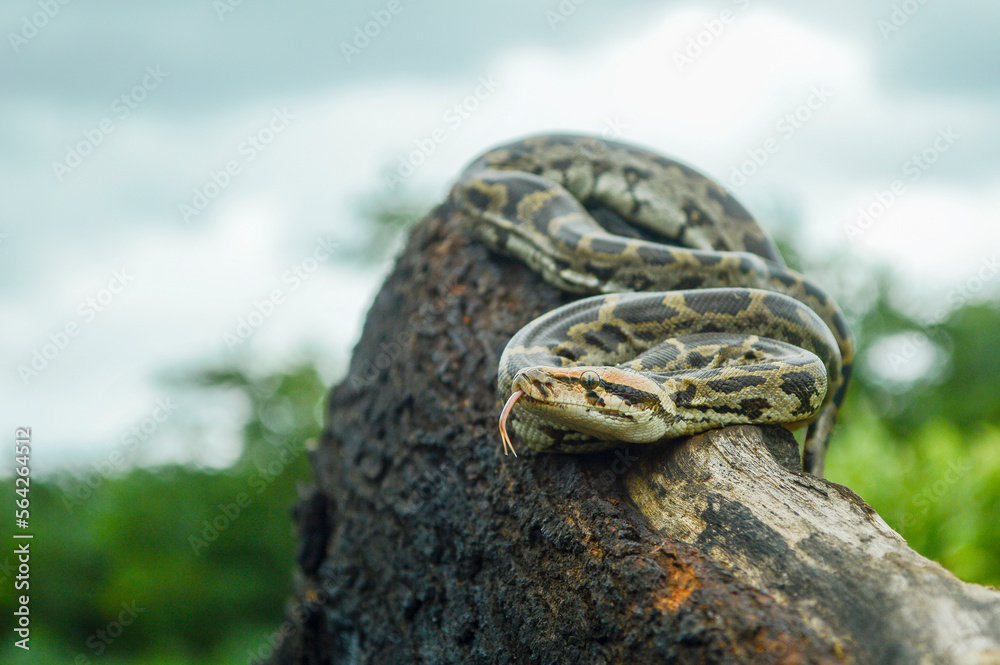 Indian python, Python molurus is a large, nonvenomous python species ...