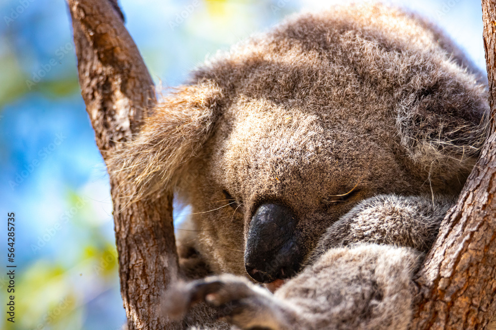 sweet wild koala sleeping on eucalyptus on kangaroo island in south ...