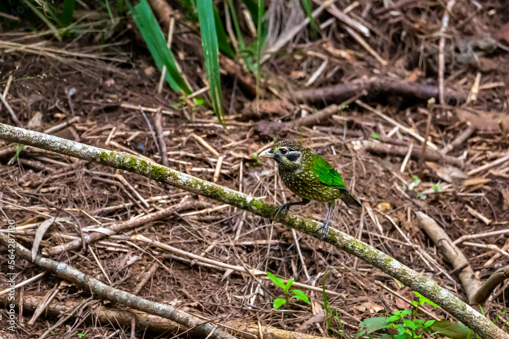 spotted catbird spotted in atherton tablelands, unique bird of ...