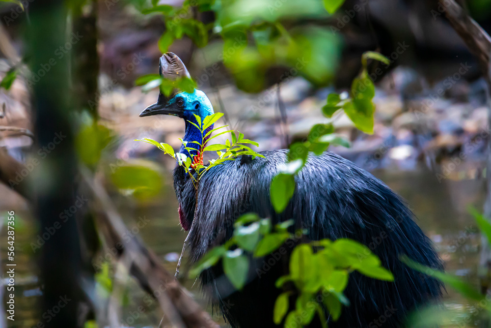 mighty southern cassowary seen up close in daintree rainforest national ...