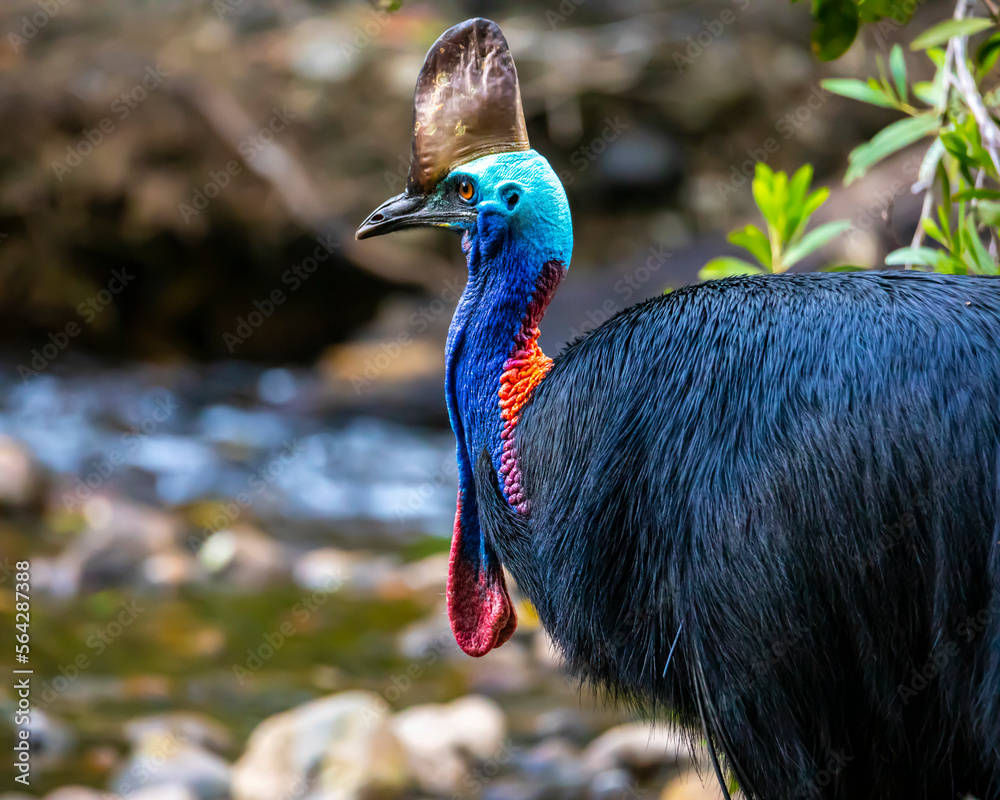 mighty southern cassowary seen up close in daintree rainforest national ...