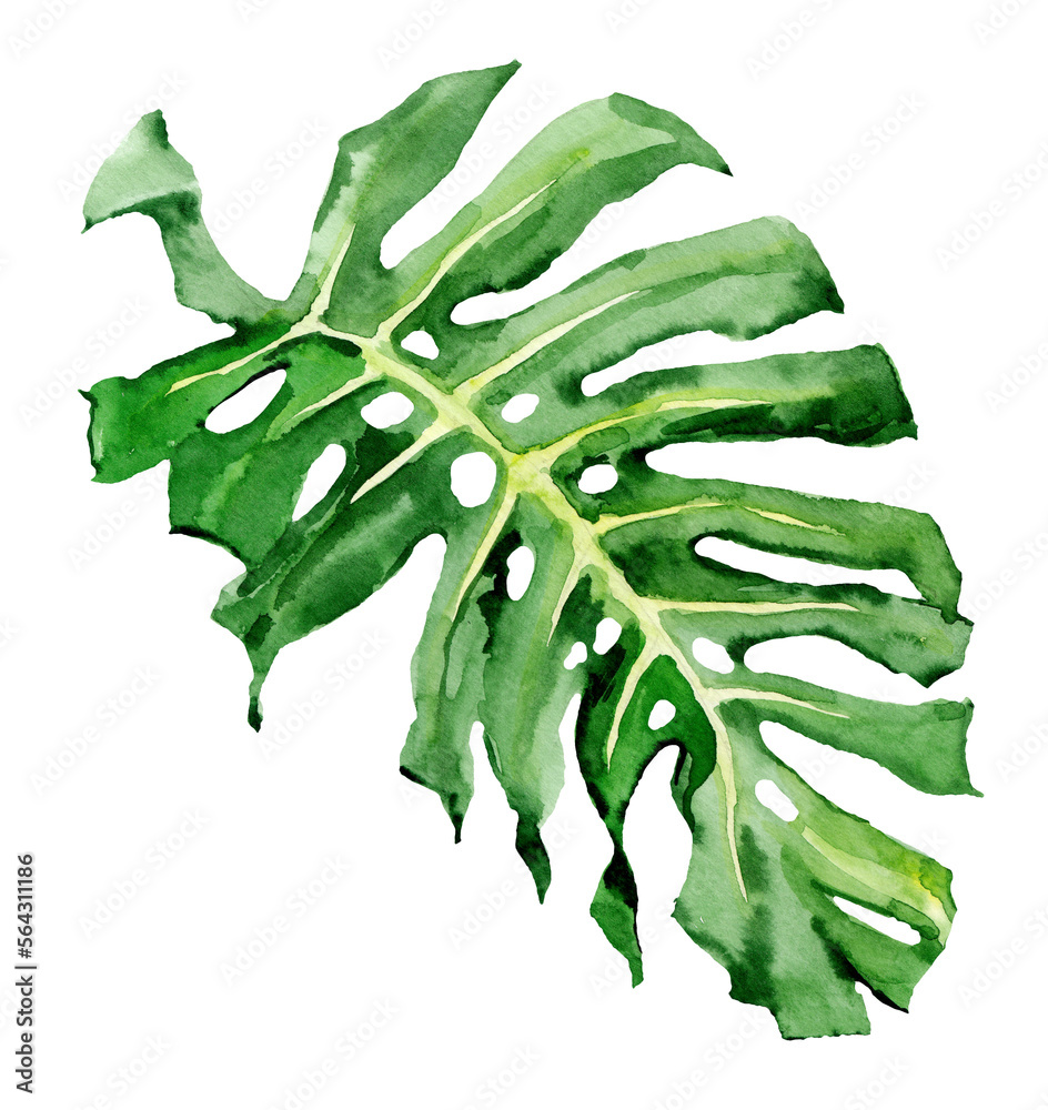 Watercolor hand drawn rainforest monstera tropical leaf. Botanical ...
