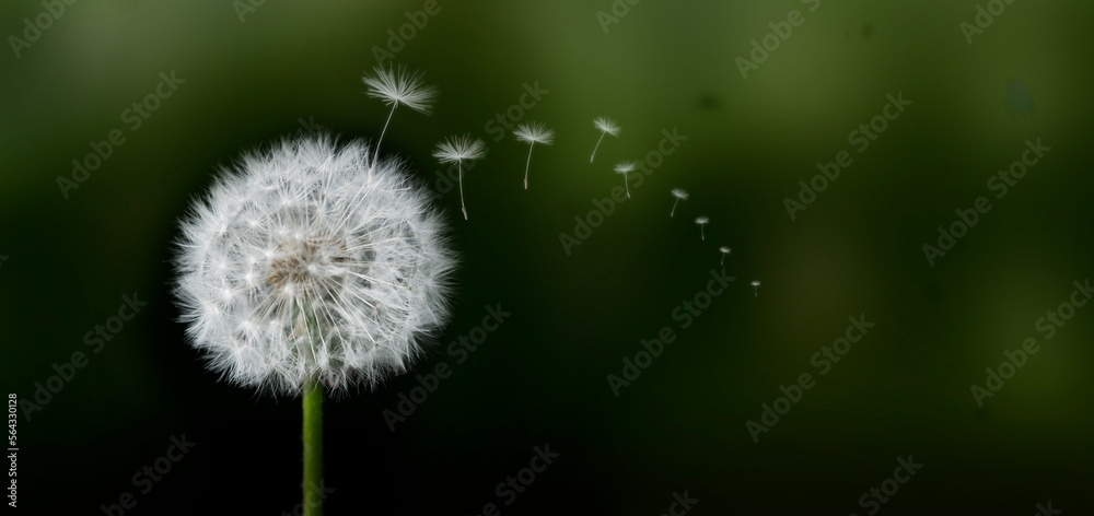 Pusteblume mit fliegenden Löwenzahnsamen Stock Photo | Adobe Stock