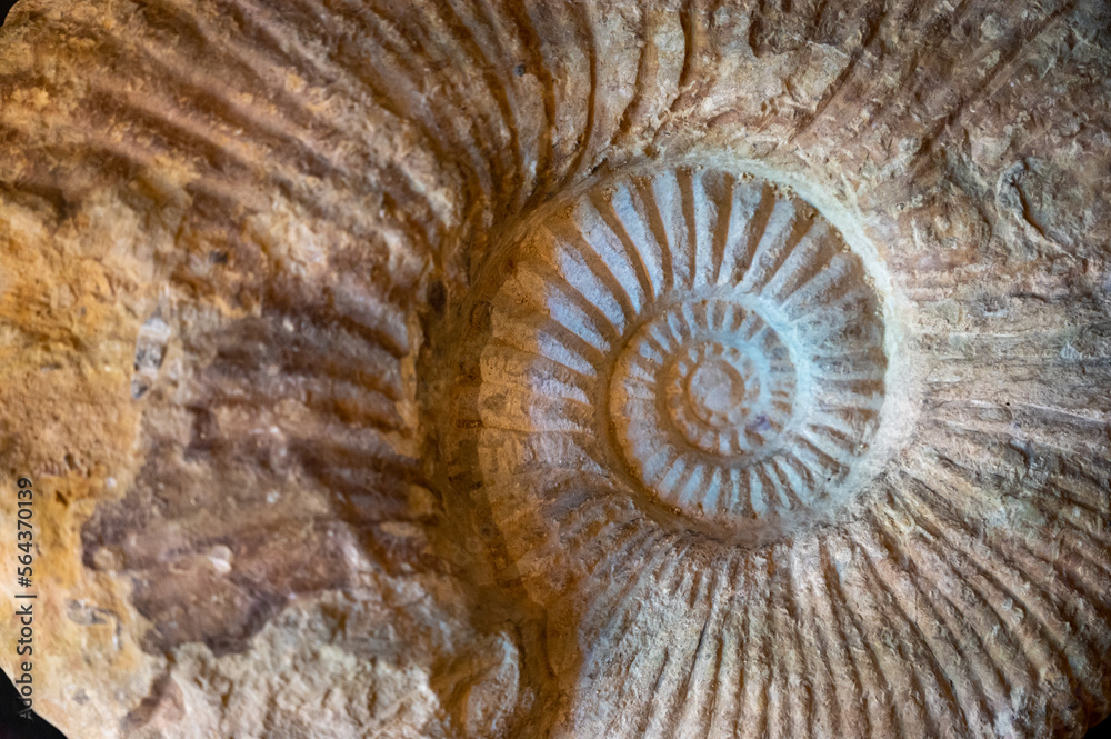 Ammonoids fossils background, group marine mollusc animals ammonites ...