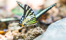 Monarch Butterfly In Rocks Free Stock Photo - Public Domain Pictures