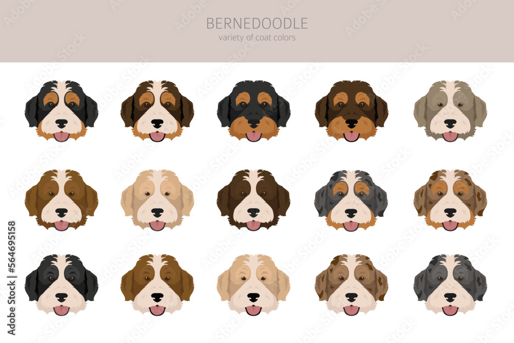 Bernedoodle hybrid clipart. All coat colors set. Different position ...