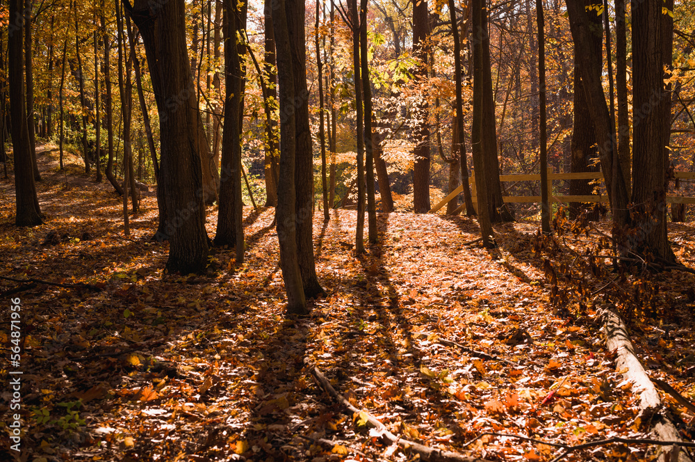 Fall Autumn Tree Colors Stock Photo | Adobe Stock
