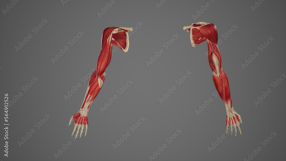 Muscles Anatomy of Upper Limb Stock Illustration | Adobe Stock