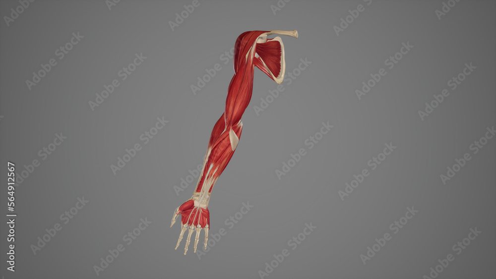 Muscles of Upper Limb Stock Illustration | Adobe Stock