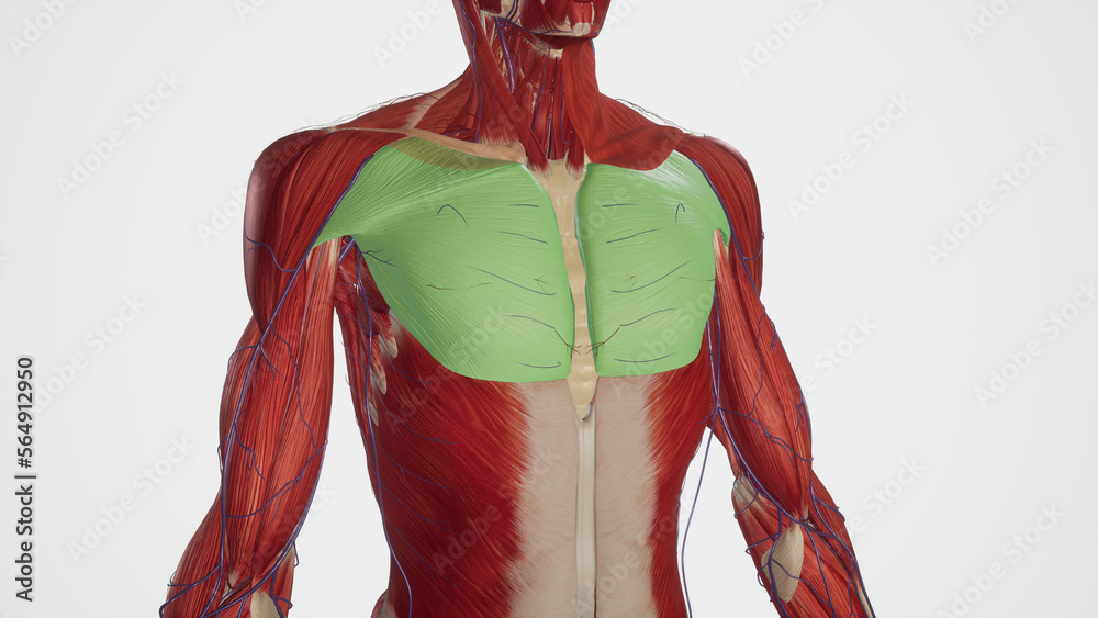 Medical Illustration of Shoulder Muscles-Pectoralis Major Stock ...