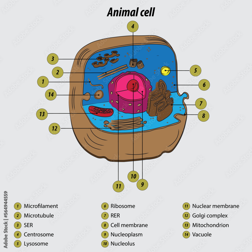Health science Animal cell labeled diagram vector illustration drawing ...