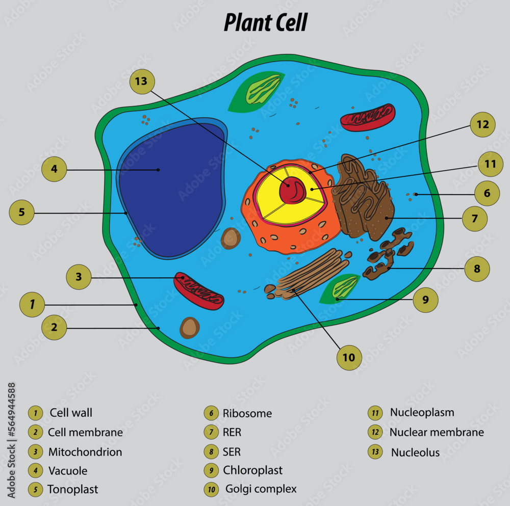 Vector de Stock Colored Plant cell labeled vector illustration drawing ...